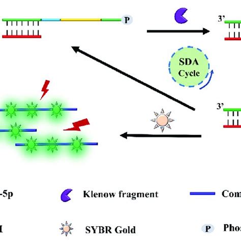 The Principle Of Our Detection Method Based On Strand Displacement