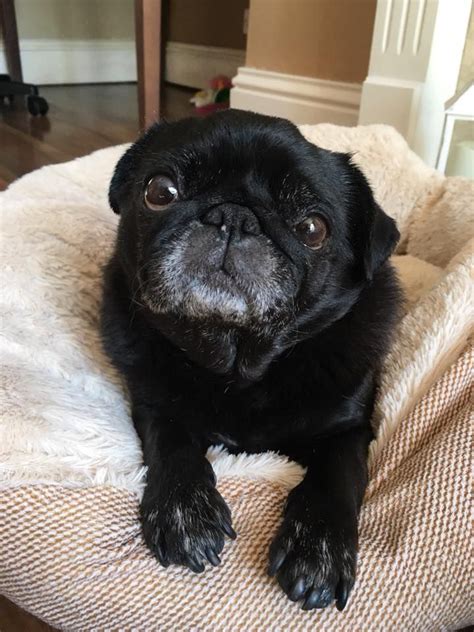 Now Thats A Real And Nice Pug ️ ️ Cute Pugs Pug Puppies Cute Pug