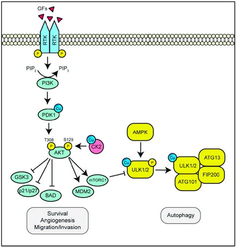 Copper Functions As A Positive Allosteric Regulator Of The Pi3k Akt