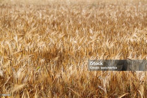 밀 필드 배경 노란색 일몰 빛 빵 생산 농지 건조 호 밀 줄기 경고 개념을 수확 황금 밀의 귀입니다 밀의 귀를 숙성의 배경입니다 풍부한 수확 개념 0명에 대한 스톡 사진 및