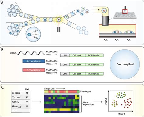 A High Throughput Platform For Linked Optical Phenotype And Gene Download Scientific Diagram