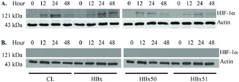 Expression Of Hif 1a In Cells Under Hypoxia A And Normoxia B In Download Scientific