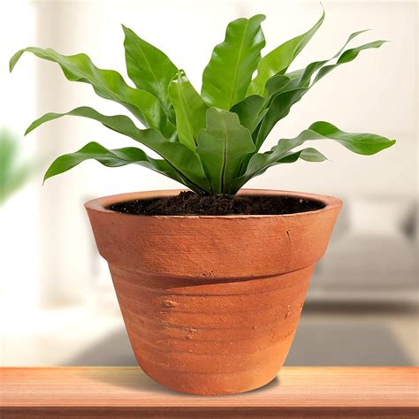 Flower Pots Explained At Ryan Henderson Blog
