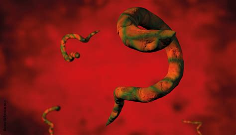 Tapeworm Infections Of Humans Euroimmunblog