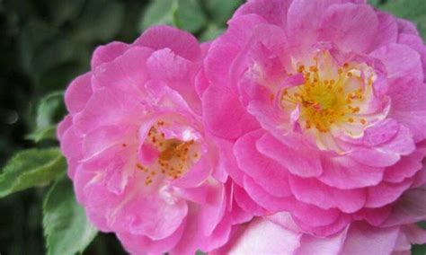 野蔷薇的花语及代表意义探究野蔷薇在文化传统中的重要地位 花植网