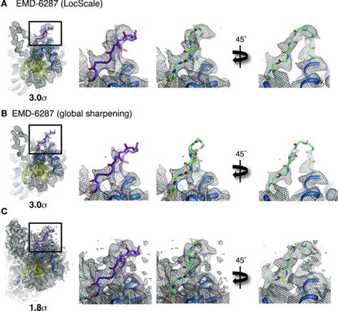 Figures And Data In Model Based Local Density Sharpening Of Cryo Em Maps Elife