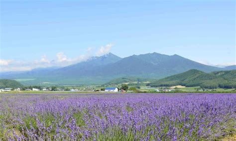 8 Amazing Lavender Fields Around The World Wanderlust
