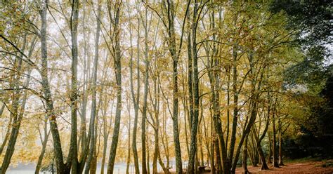 호수 옆에 많은 나무가 가득한 숲 사진 Unsplash의 공원 이미지