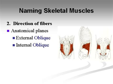 Anatomymuscular System Skeletal Muscle Naming Bell Work Grab
