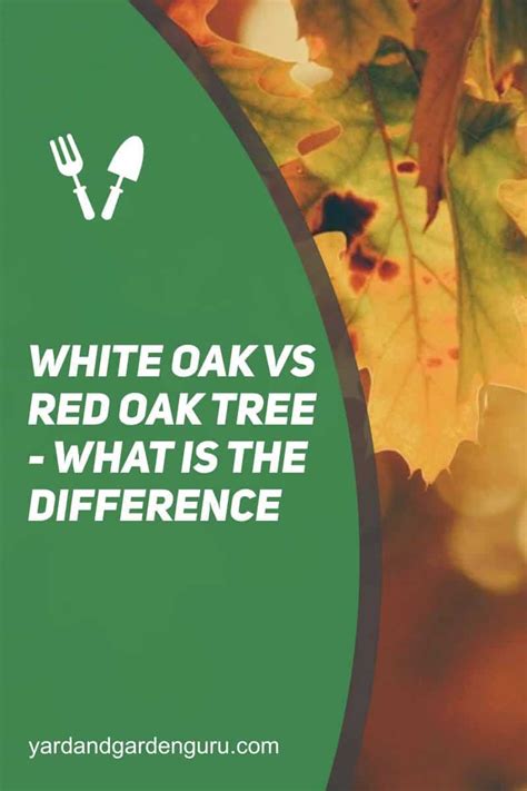 White Oak Vs Red Oak Tree What Is The Difference