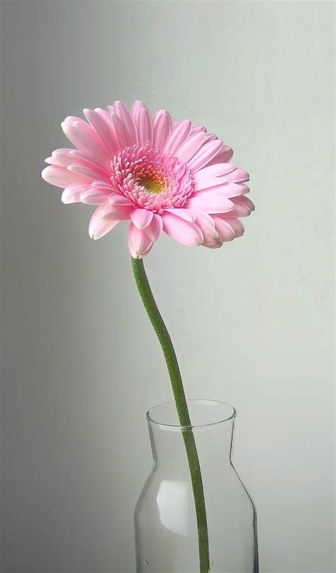 Pink Mini Gerbera Daisies Artofit