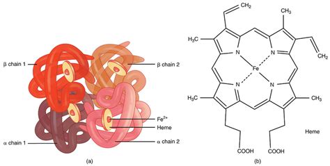 Structure Of Hemoglobin Download Scientific Diagram