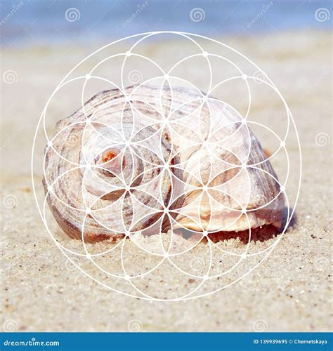 Fibonacci Spiral Arrangement And Seashell Stock Image Image Of Ocean Proportion