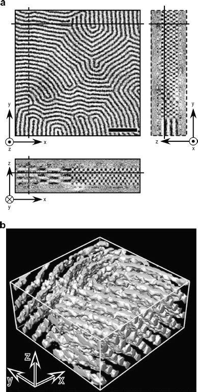 A Orthogonal Cross Sectional Views Of 3d Reconstructions Obtained