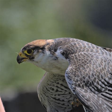 Falcon Lanner Bird Free Photo On Pixabay Pixabay