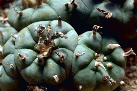 Examining The Persecution Of Peyote Use With Primary Sources