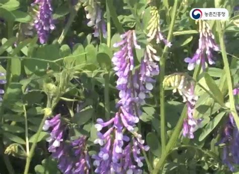 유기논의 제초일꾼 왕우렁이 왕서방 농사로