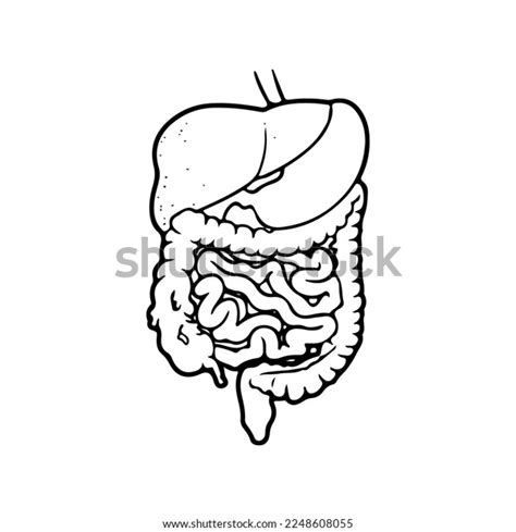 Human Digestive System Black Outlined Style Stock Vector Royalty Free