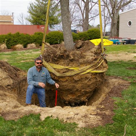 Gallery Tree Surgeons