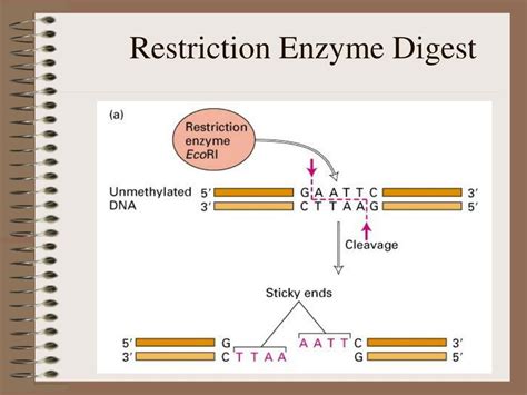 Ppt Restriction Digest Laboratory Powerpoint Presentation Free