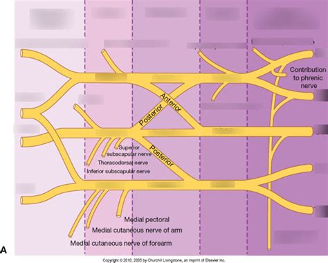 The Brachial Plexus Diagram Quizlet