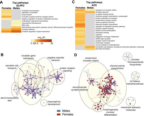 Sex Differences In Molecular Rhythms In The Human Cortex Biological Psychiatry