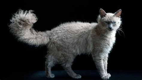 Laperm Cat Breed