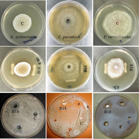 Pseudomonas Fluorescens Colony Morphology