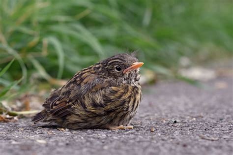 Vogelküken Am Boden Wann Ist Hilfe Angebracht