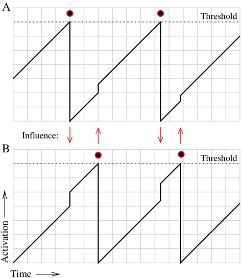 An Example Of Two Pulse Coupled Oscillators Both Oscillators Increase Download Scientific