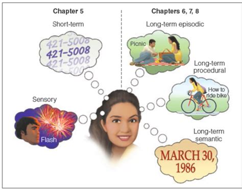 Chapter 5 Short Term And Working Memory Official Flashcards Quizlet