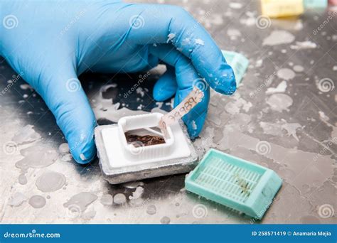 Scientist Embedding Tissues In Paraffin Blocks For Sectioning Pathology Laboratory Stock Image