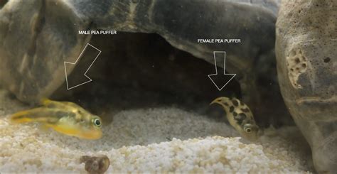 Puffer Pea Tropical Showcase