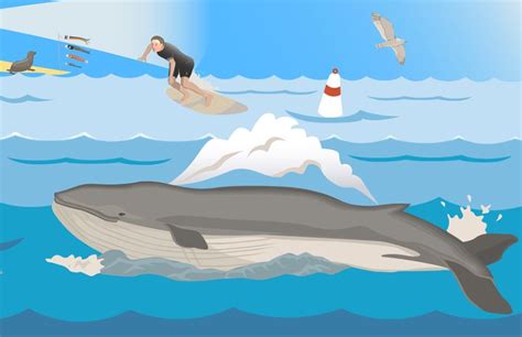 고래 잡는 꿈 해몽 20가지혹등고래 범고래 돌고래 큰 거대한 작은 아기 새끼 고래 잡는 사냥하는 고래를 놓아주는 쫓아가는 쫓는 꿈 지식 코리아