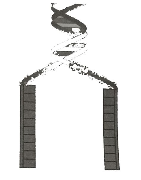 Molecular Basis Of Inheritance From Universal Book Depot 1960 Biology