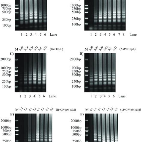 Optimization Of Sva Rt Lamp Reaction Conditions A Reaction