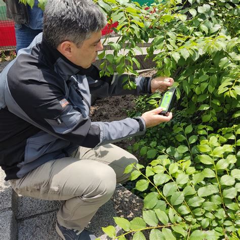 ЕКСПЕРТИ ОТ ЛЕСОТЕХНИЧЕСКИЯ УНИВЕРСИТЕТ ИЗСЛЕДВАТ ИЗДЪНКИТЕ НА СТАРИЯ БРЯСТ Ирида Сливен