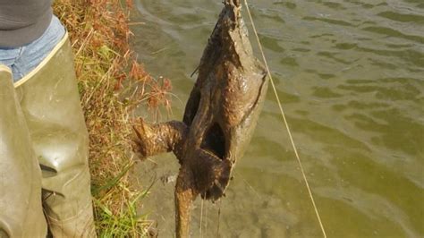 How To Trap A Snapping Turtle In A Pond Safe Effective Methods