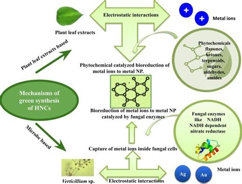Green Synthesis Of Hybrid Nanocatalysts Download Scientific Diagram