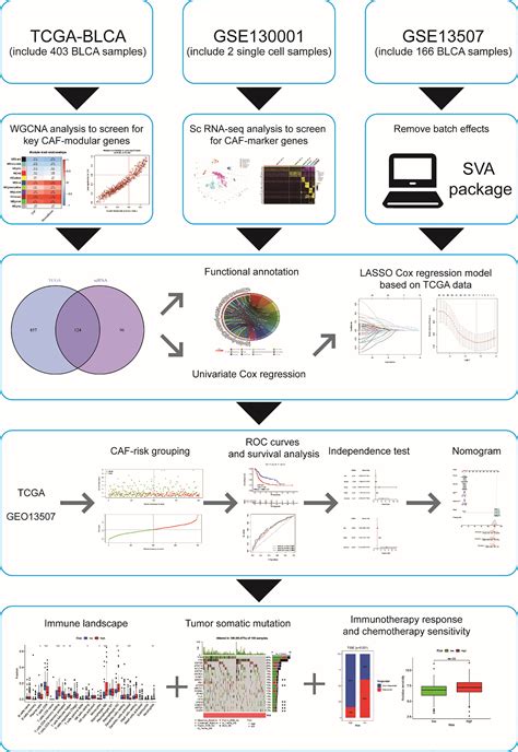 Frontiers Construction Of Cancer Associated Fibroblasts Related Risk
