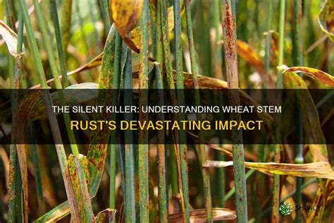 The Silent Killer Understanding Wheat Stem Rusts Devastating Impact Shuncy