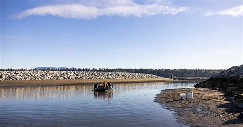 Monitoring Salmon In Our Latest Breach In The North Arm Jetty Raincoast