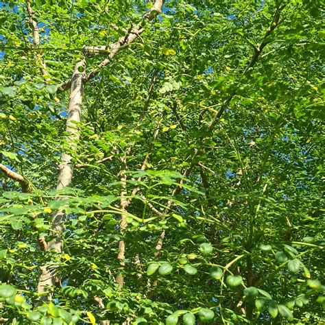 Moringa Oleifera Drumstick Tree Moringa Tree Of Life Rare