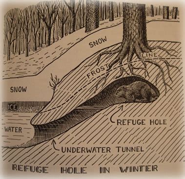 Riverine Tradersbeaver Ecology