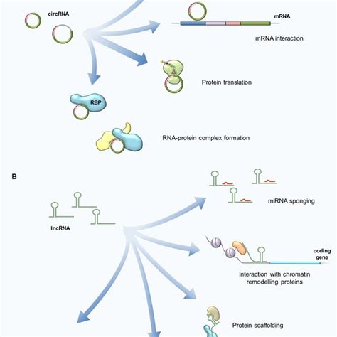 Circrna A And Lncrna B Functions Circrnas Can Modulate Gene