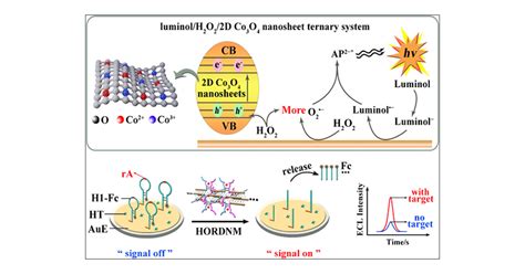 Ultrasensitive Electrochemiluminescence Biosensor Based On 2d Co3o4