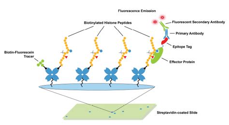 Background Chromatin Antibodies