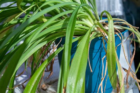 How To Get Rid Of Scale On Houseplants The One Thing Not To Do