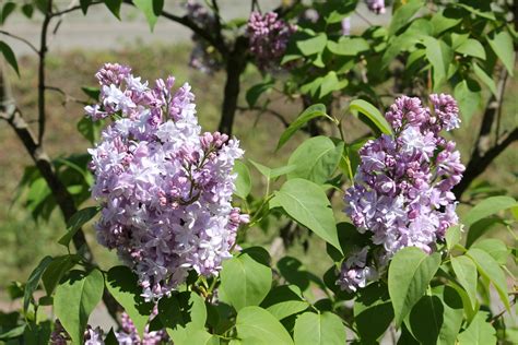 Сирень 6 сортов из моего архива Probotsad Дзен