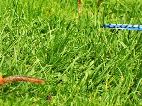 Premium Photo High Angle View Of Grass On Field